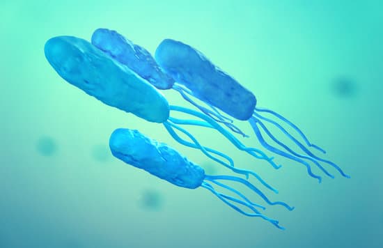 Everything You Wanted to Know About E. coli but Were Too Afraid to Ask!